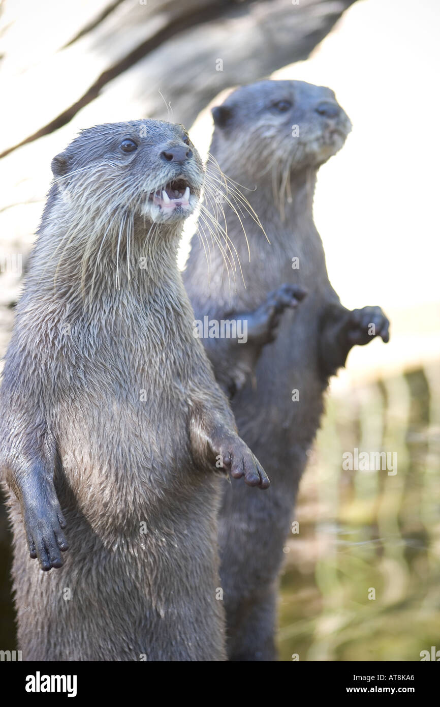 Australian otter hi-res stock photography and images - Alamy