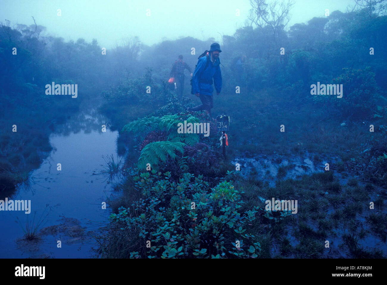 EDITORIAL ONLY. Hiking through the mists of Alakai Swamp, Kauai Stock ...