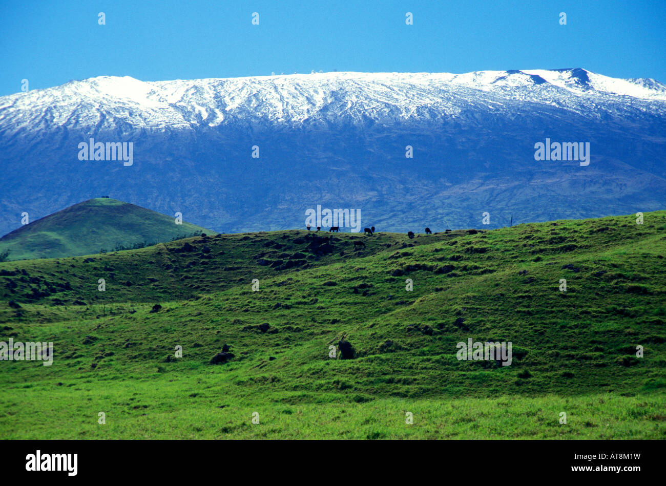 Snow capped Mauna Kea with the Parker Ranch cattle pasture in the ...