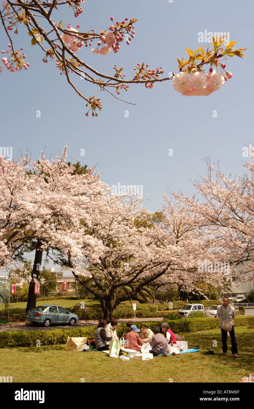 cherry blossom viewing Beppu city Oita prefecture Kyushu Japan Stock ...