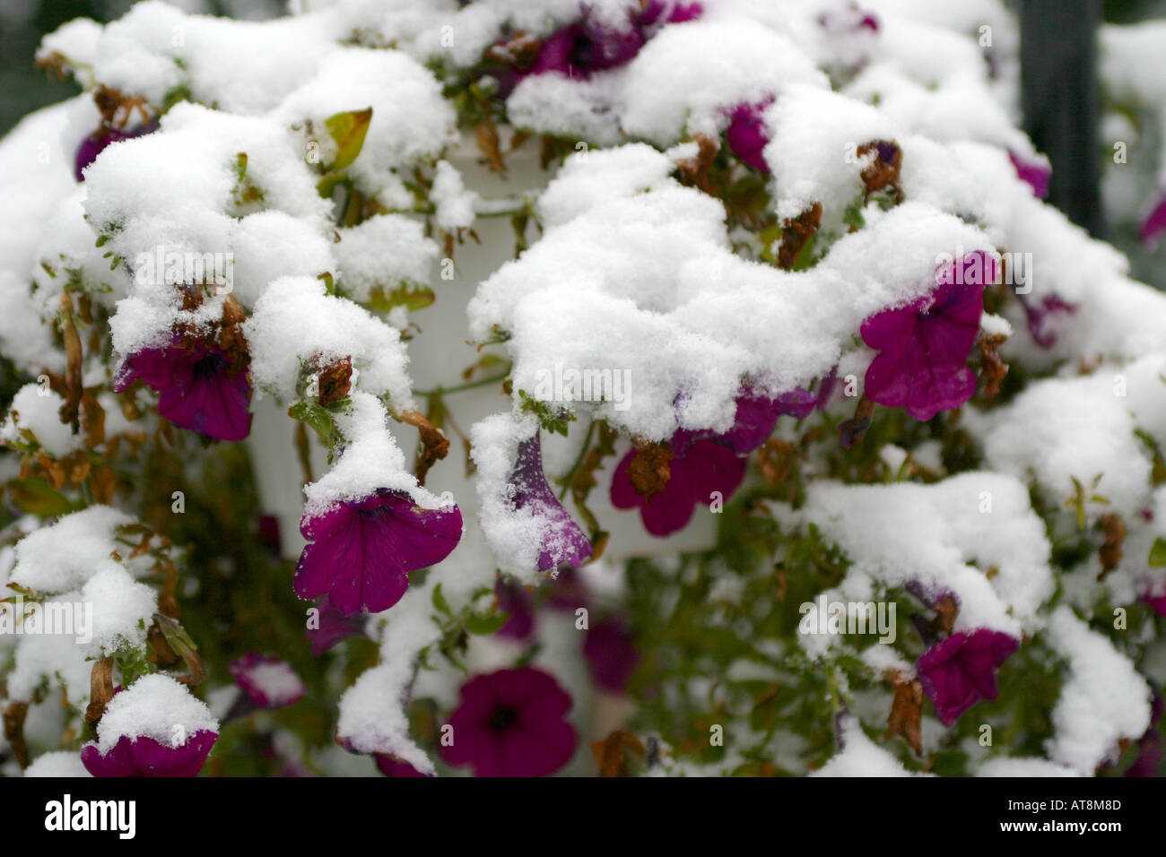 SNOW SCENES: early snow petunia Stock Photo - Alamy