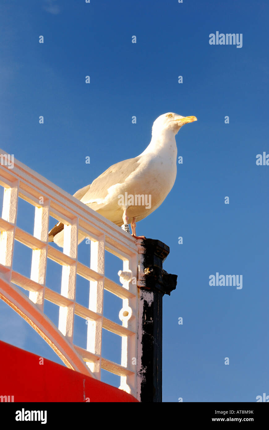 Seagull sitting on fence hi-res stock photography and images - Alamy