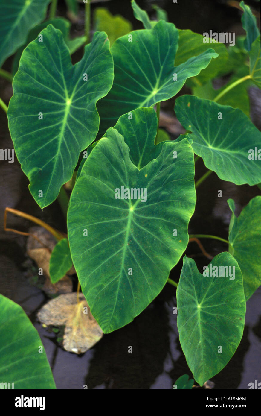 Taro leaves hi-res stock photography and images - Alamy