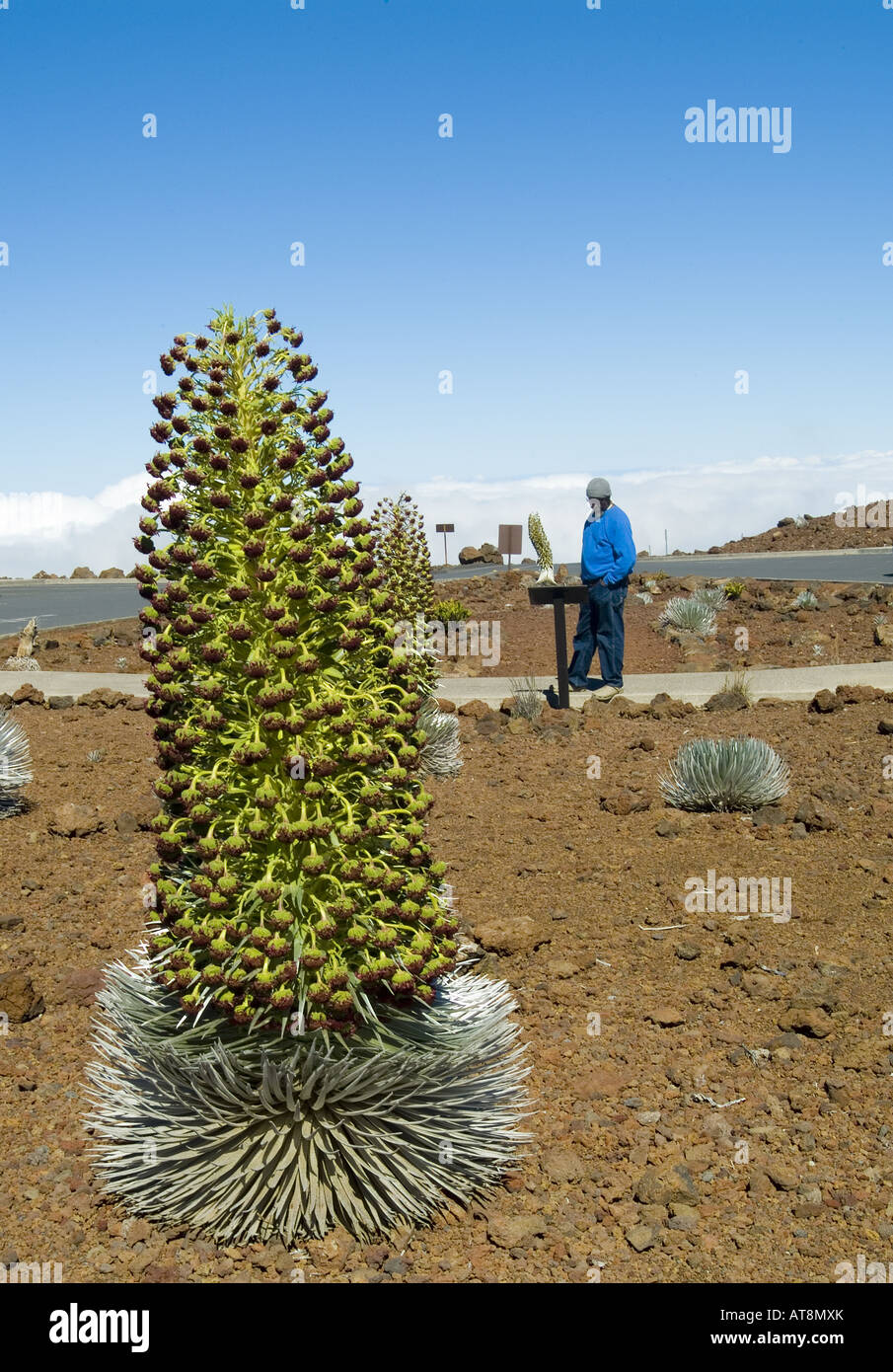 Man wearing blue jacket reads about endangered silversword plant in ...