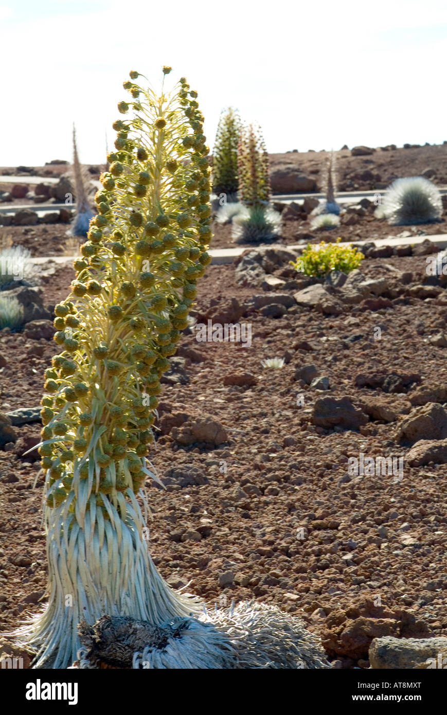 An endangered silversword plant in bloom, which is indigenous only to ...
