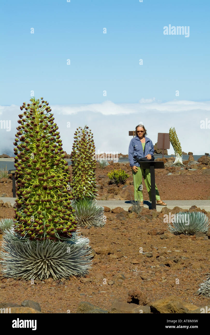 Silversword plants hi-res stock photography and images - Alamy
