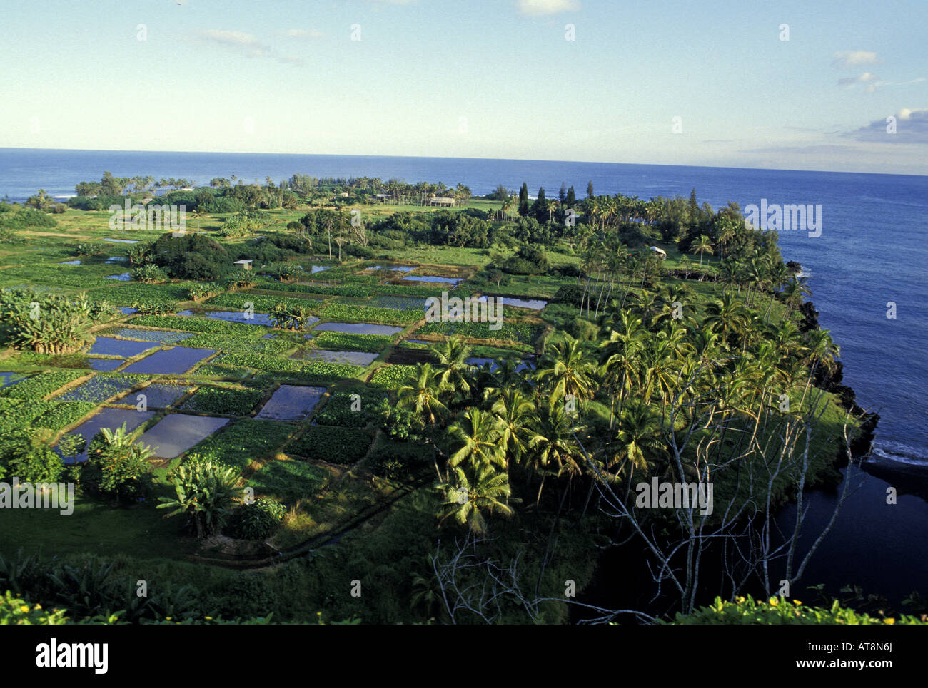 Taro fields also known as lo'i, are a traditional food of Hawaiians and ...