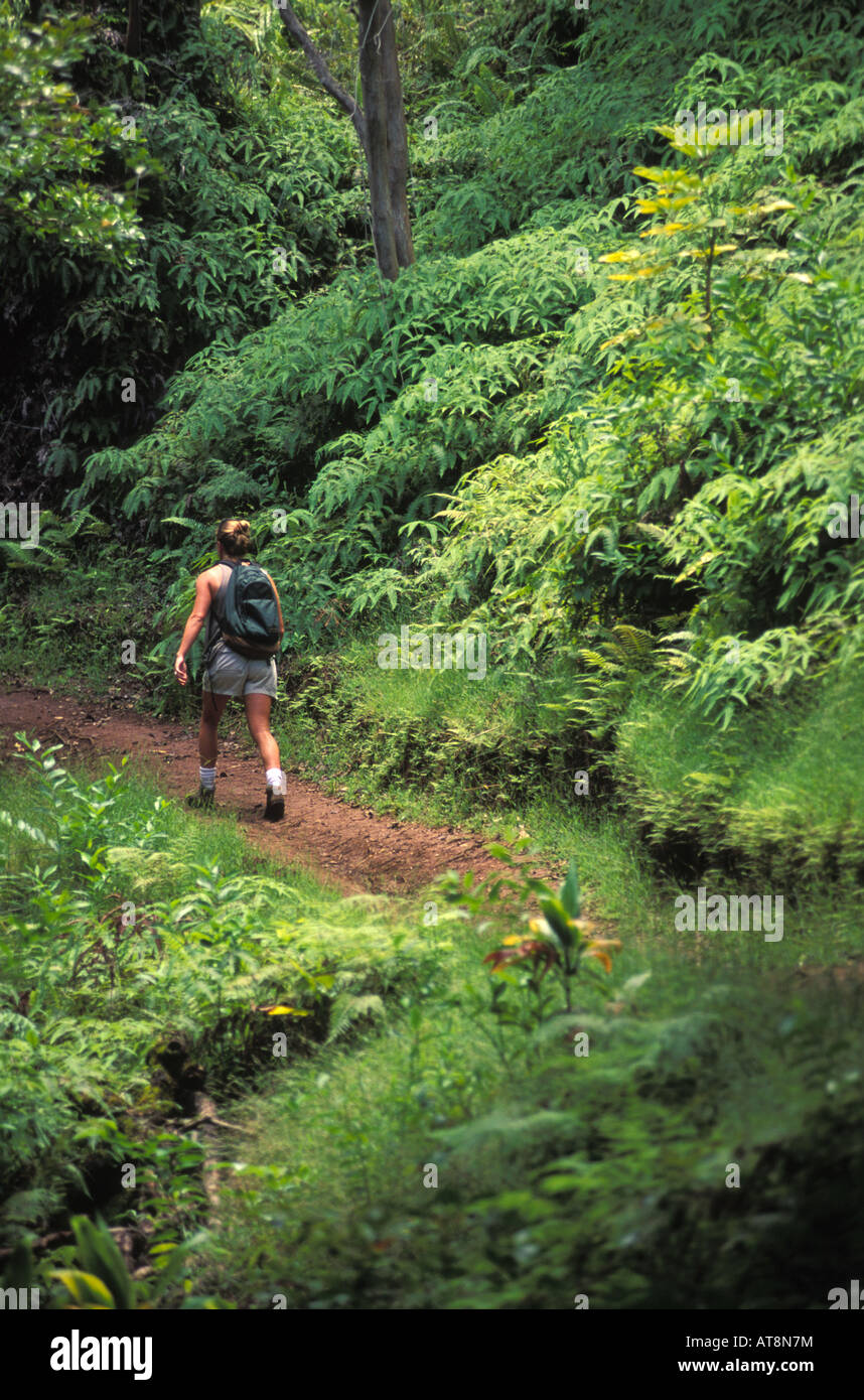 Hiking Maunawili trail, Kailua, Oahu Stock Photo - Alamy