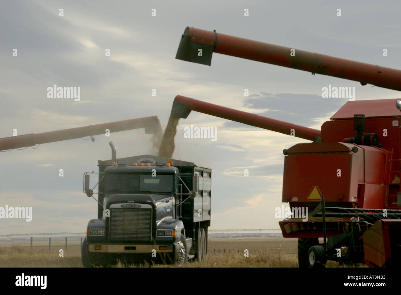 AGRICULTURE Wheat field in Prairies of Alberta, Canada, North America ...