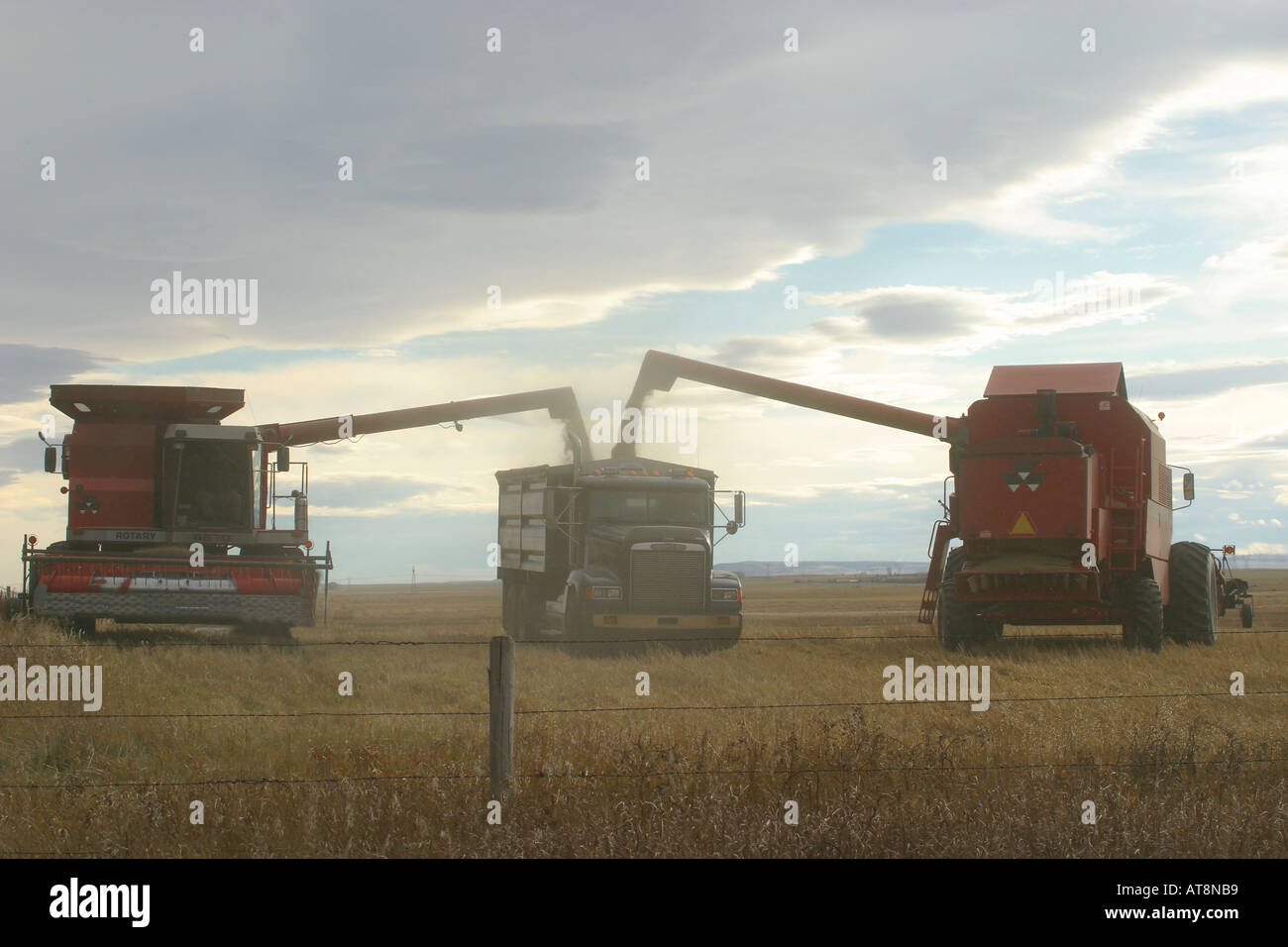 AGRICULTURE Wheat field in Prairies of Alberta, Canada, North America ...