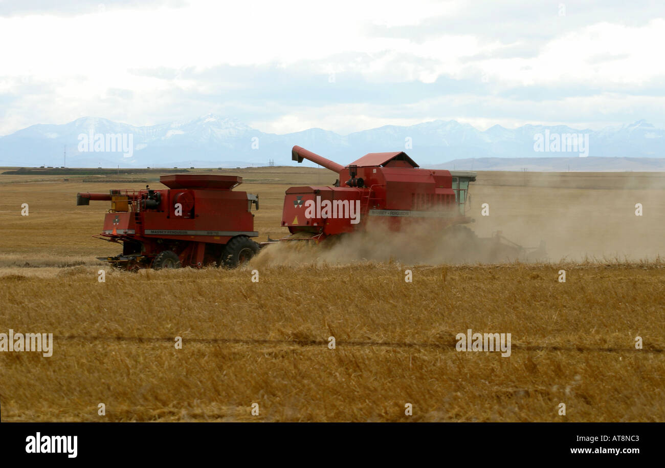 AGRICULTURE Wheat field in Prairies of Alberta, Canada, North America ...
