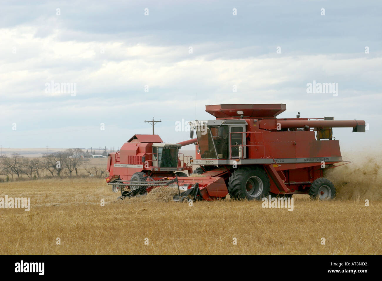 AGRICULTURE Wheat field in Prairies of Alberta, Canada, North America ...