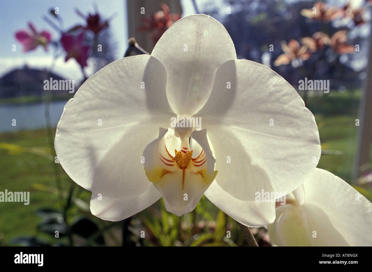 beautiful close-up of single white orchid fllower on grounds of The ...