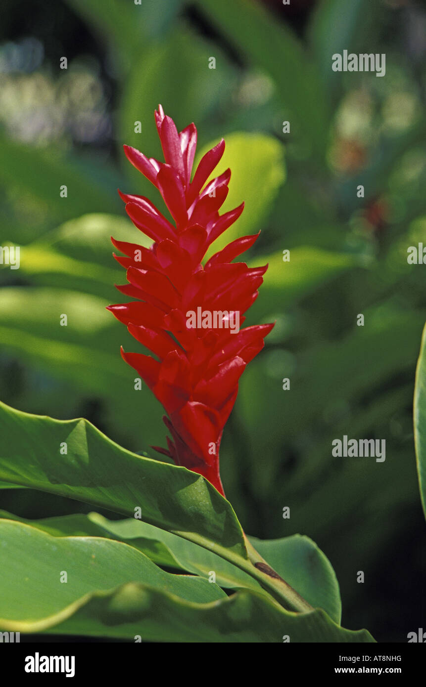 A single stalk of red ginger emerges from a sea of green leaves Stock ...