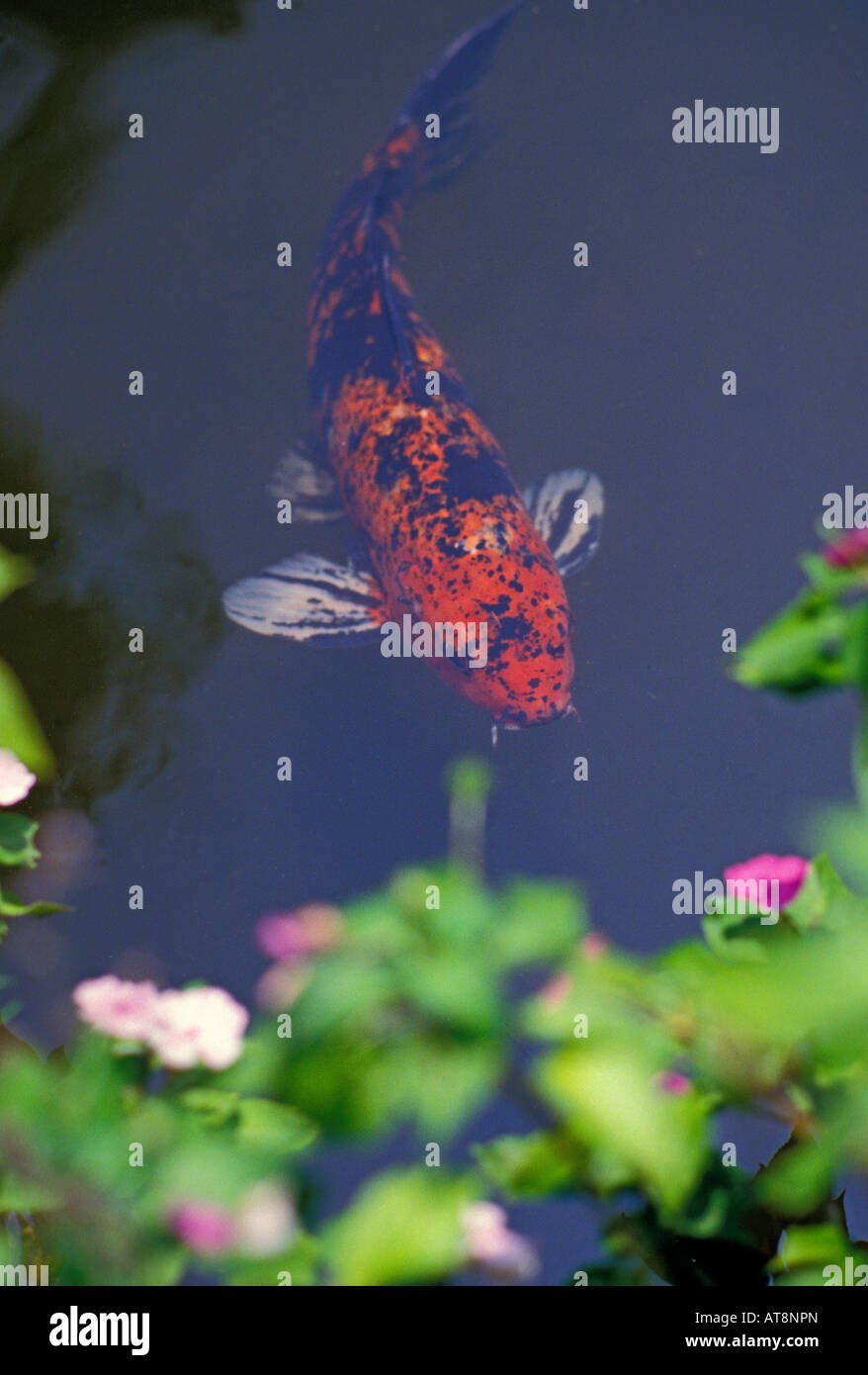 An large orange and blue koi fish swims in a pond with pretty pink ...