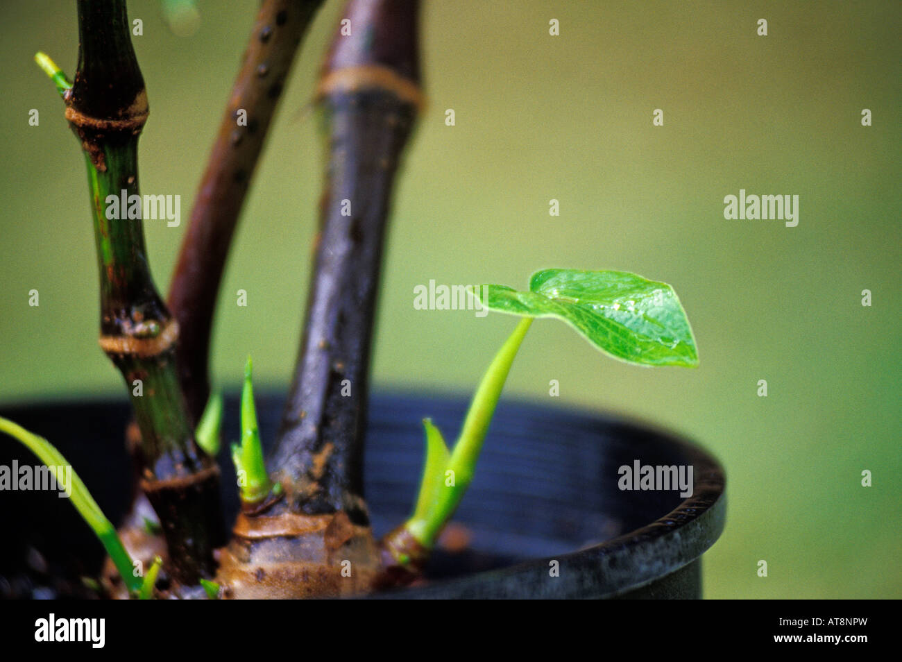 Awa root hi-res stock photography and images - Alamy