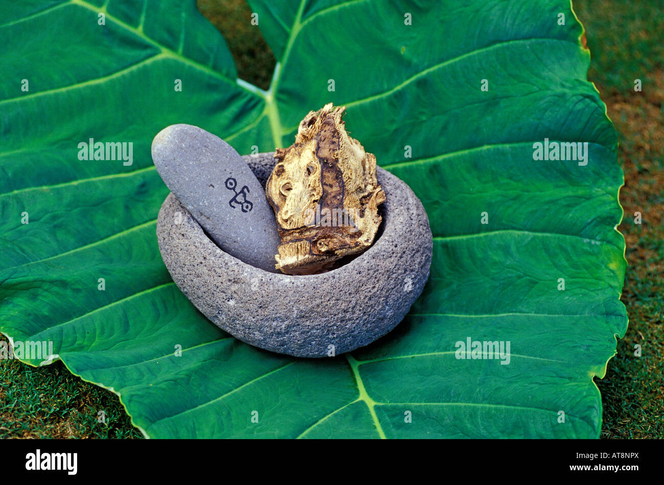 A stone bowl holding a piece of awa root and a rock with an imprinted ...
