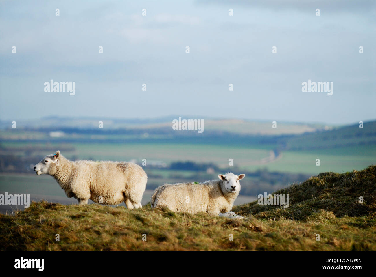 sheep on downland, barbury castle, wiltshire, england, uk Stock Photo ...