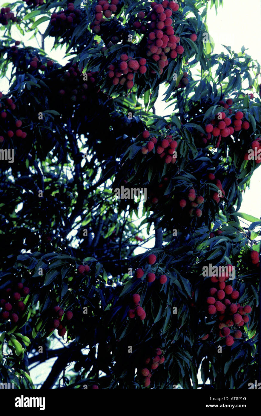 Lychee tree hawaii hi-res stock photography and images - Alamy