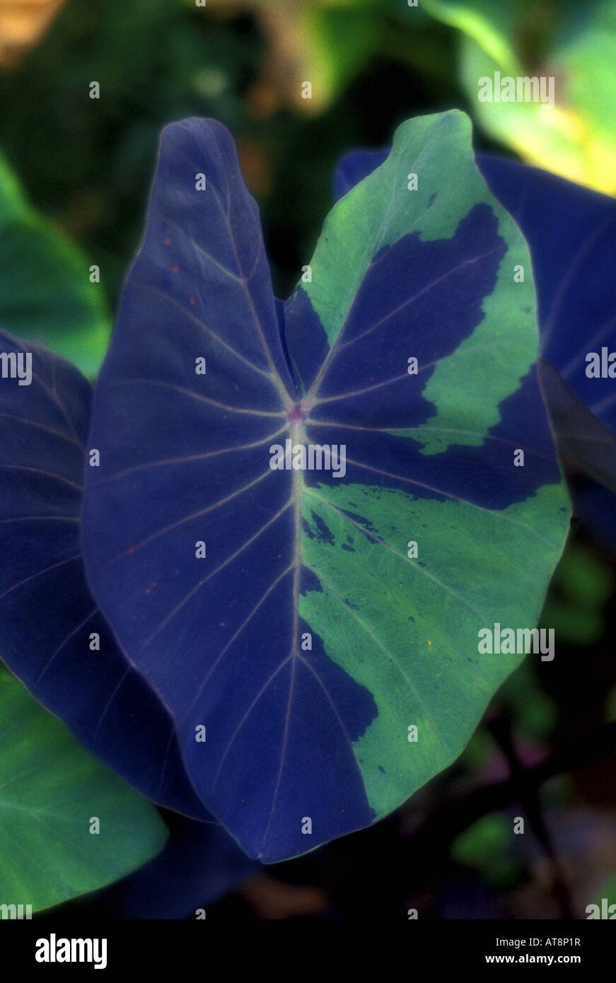 Kalo in hawaiian hi-res stock photography and images - Alamy