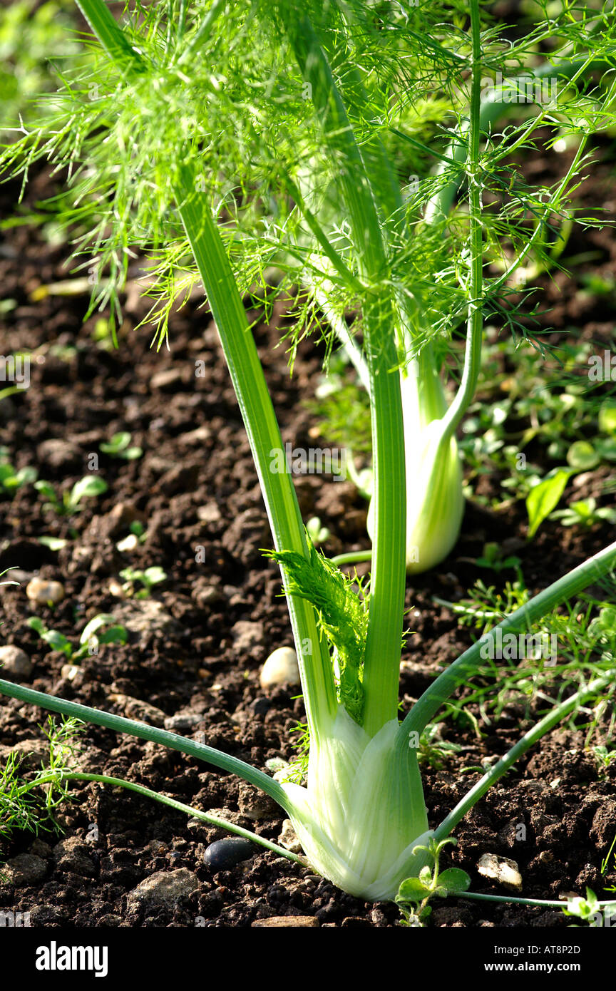 Fennel vegetable Surrey England Stock Photo - Alamy