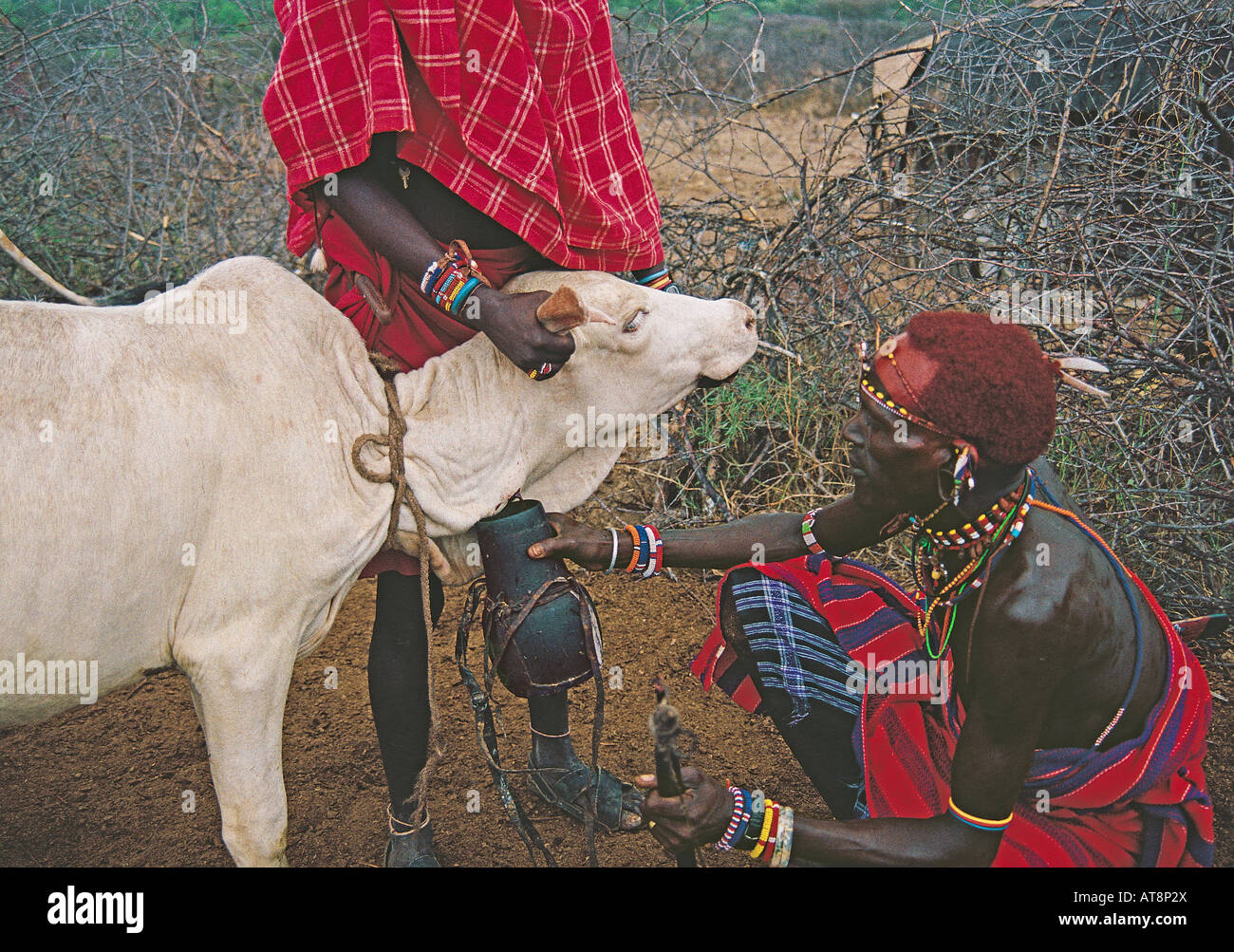 Cow blood hi-res stock photography and images - Alamy