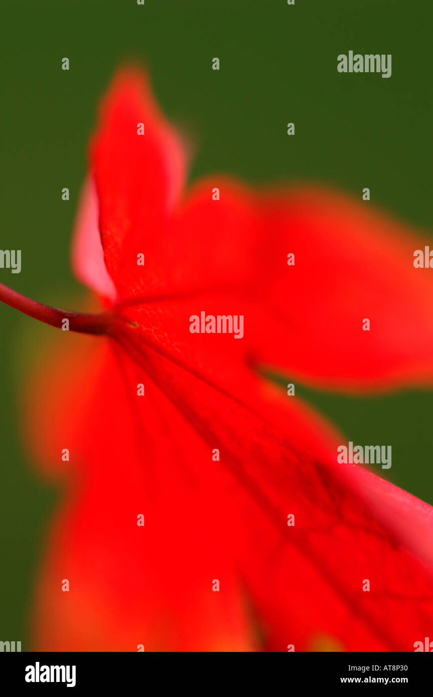 Maple leaf Acer England Stock Photo - Alamy