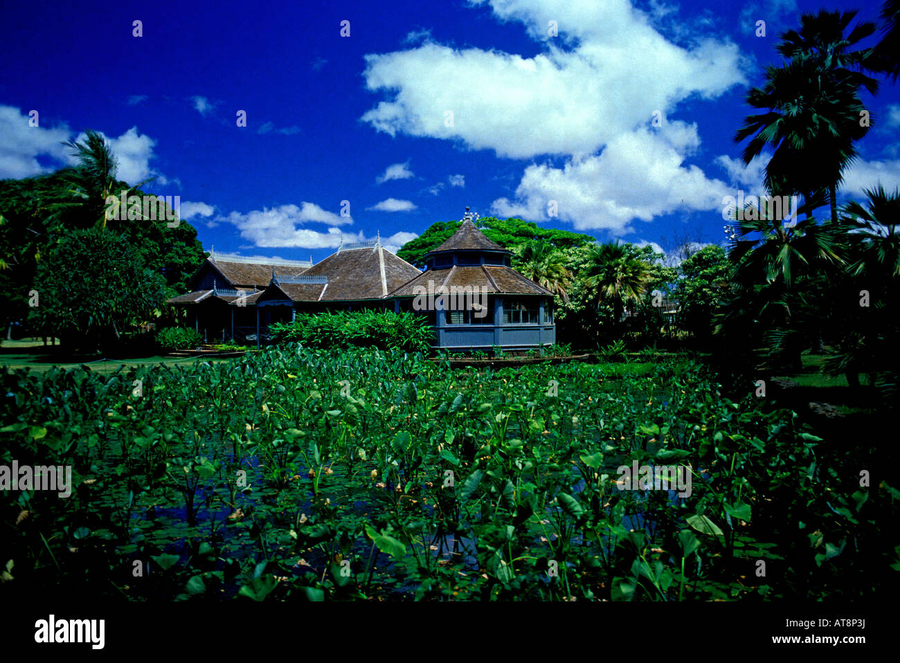 Huge green taro patch hawaiian hi-res stock photography and images - Alamy