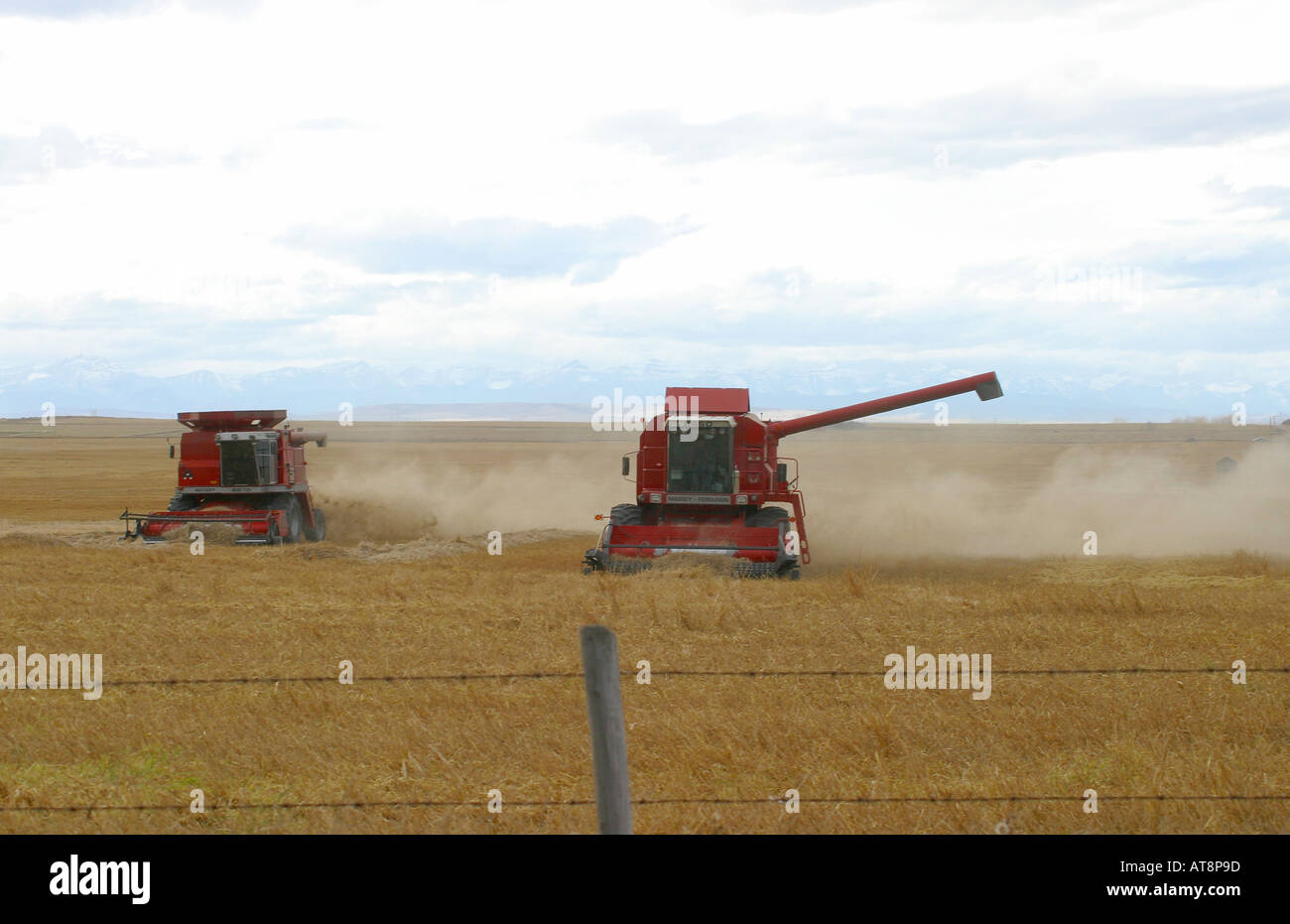 AGRICULTURE Wheat field in Prairies of Alberta, Canada, North America ...