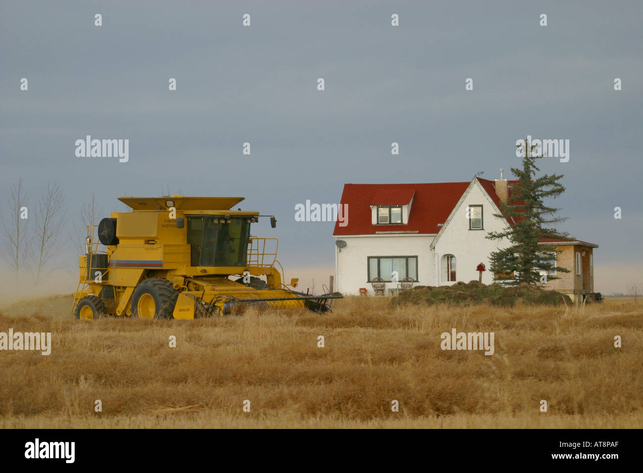 AGRICULTURE Wheat field in Prairies of Alberta, Canada, North America ...