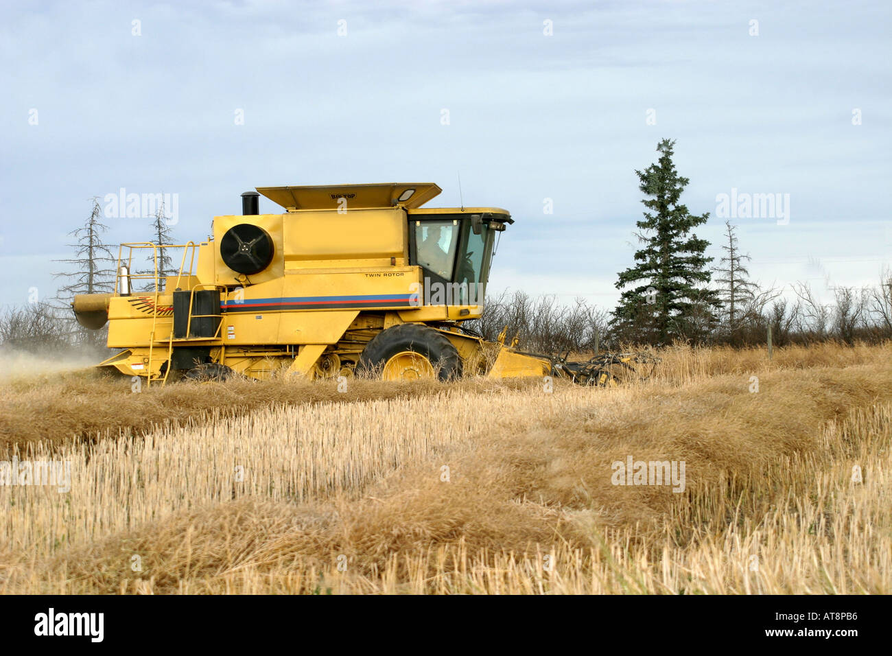 AGRICULTURE Wheat field in Prairies of Alberta, Canada, North America ...