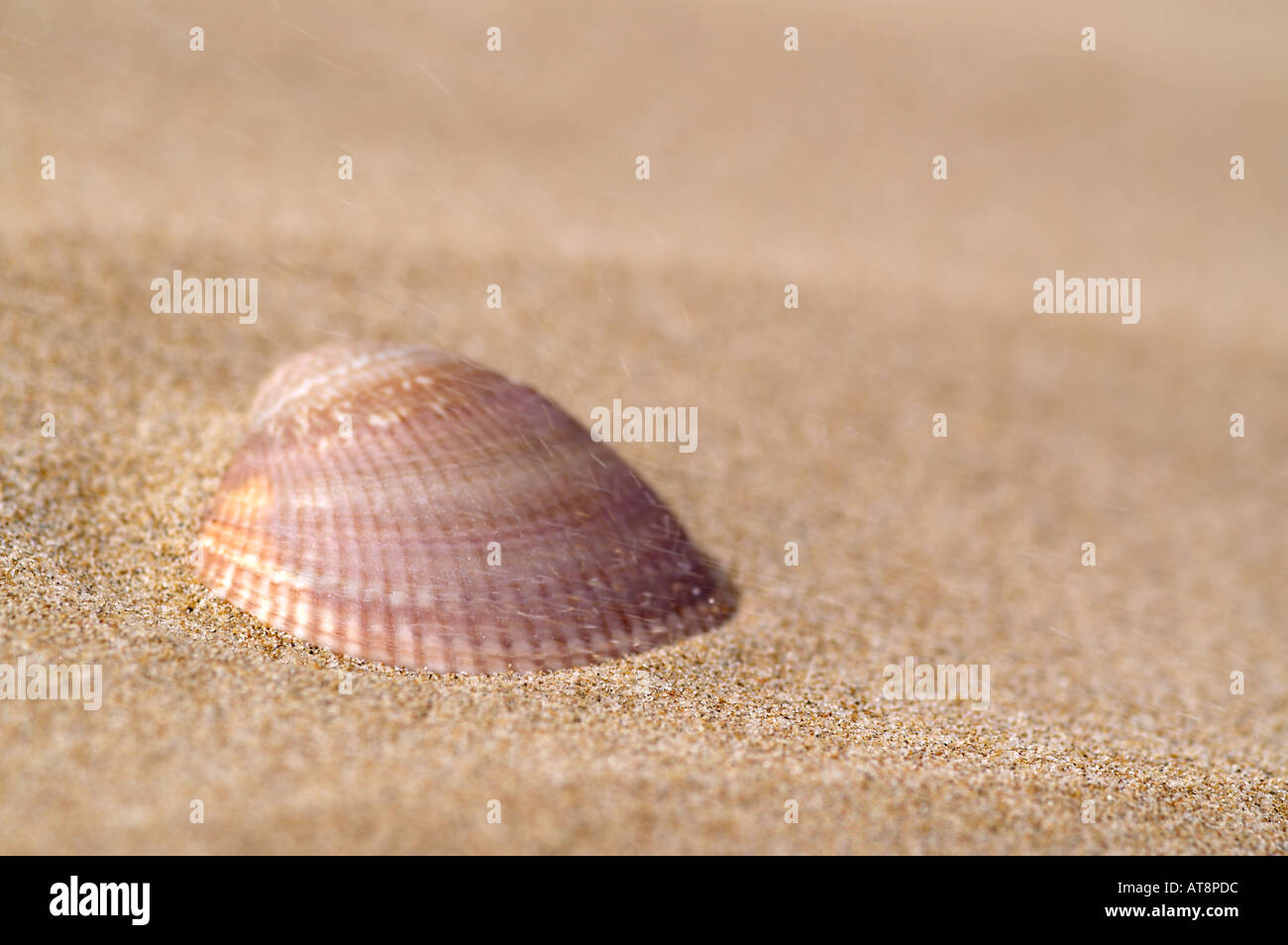 Shell in the sand Stock Photo - Alamy
