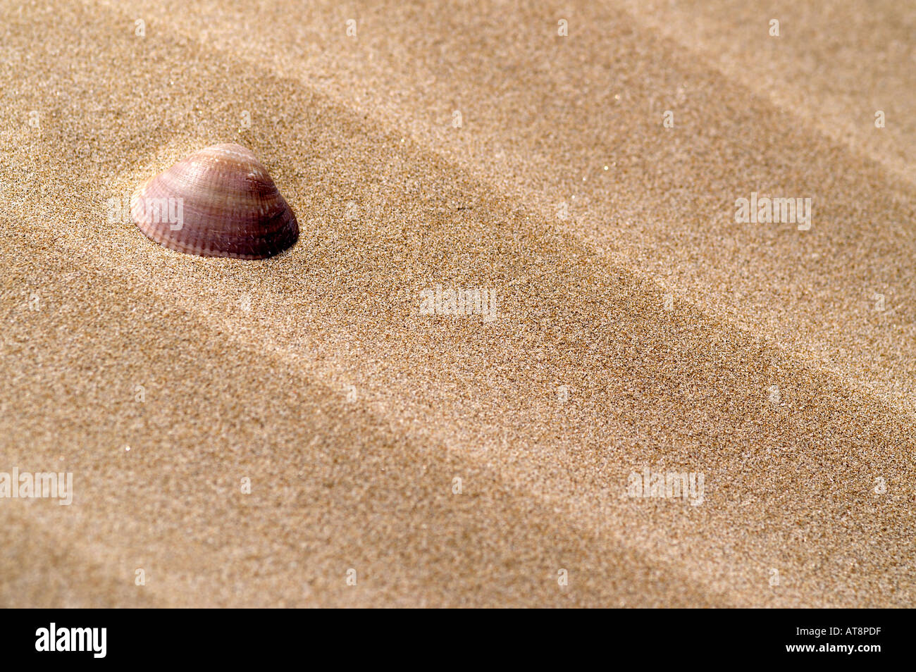 Shell in the sand Stock Photo - Alamy