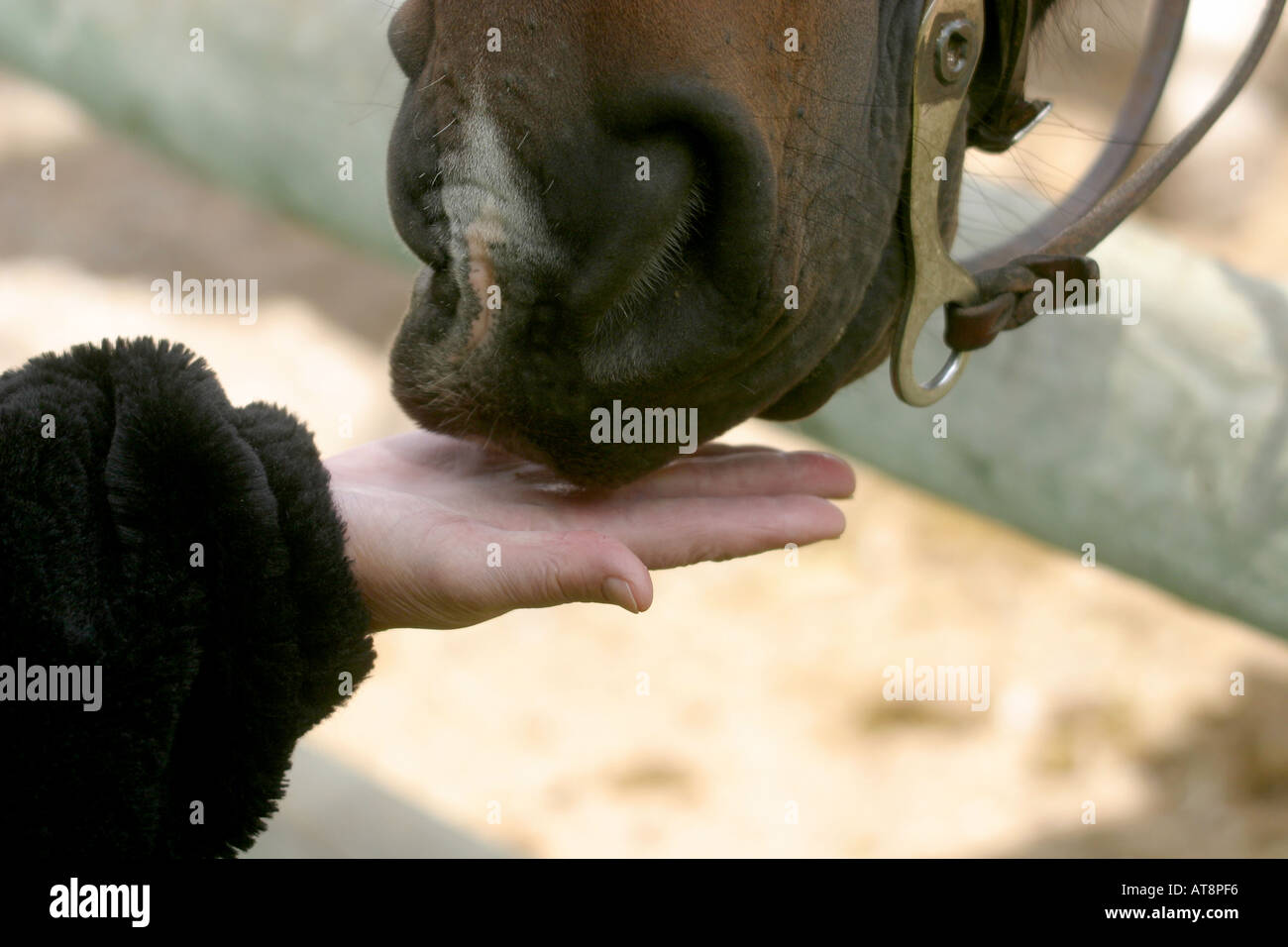 Hand feeding a horse Stock Photo - Alamy