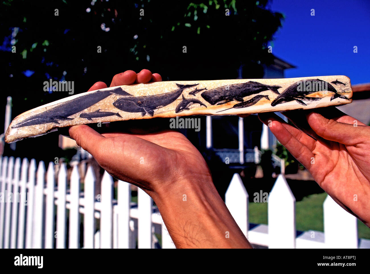 A pair of hands hold up a length of whale bone scrimshawed with various ...