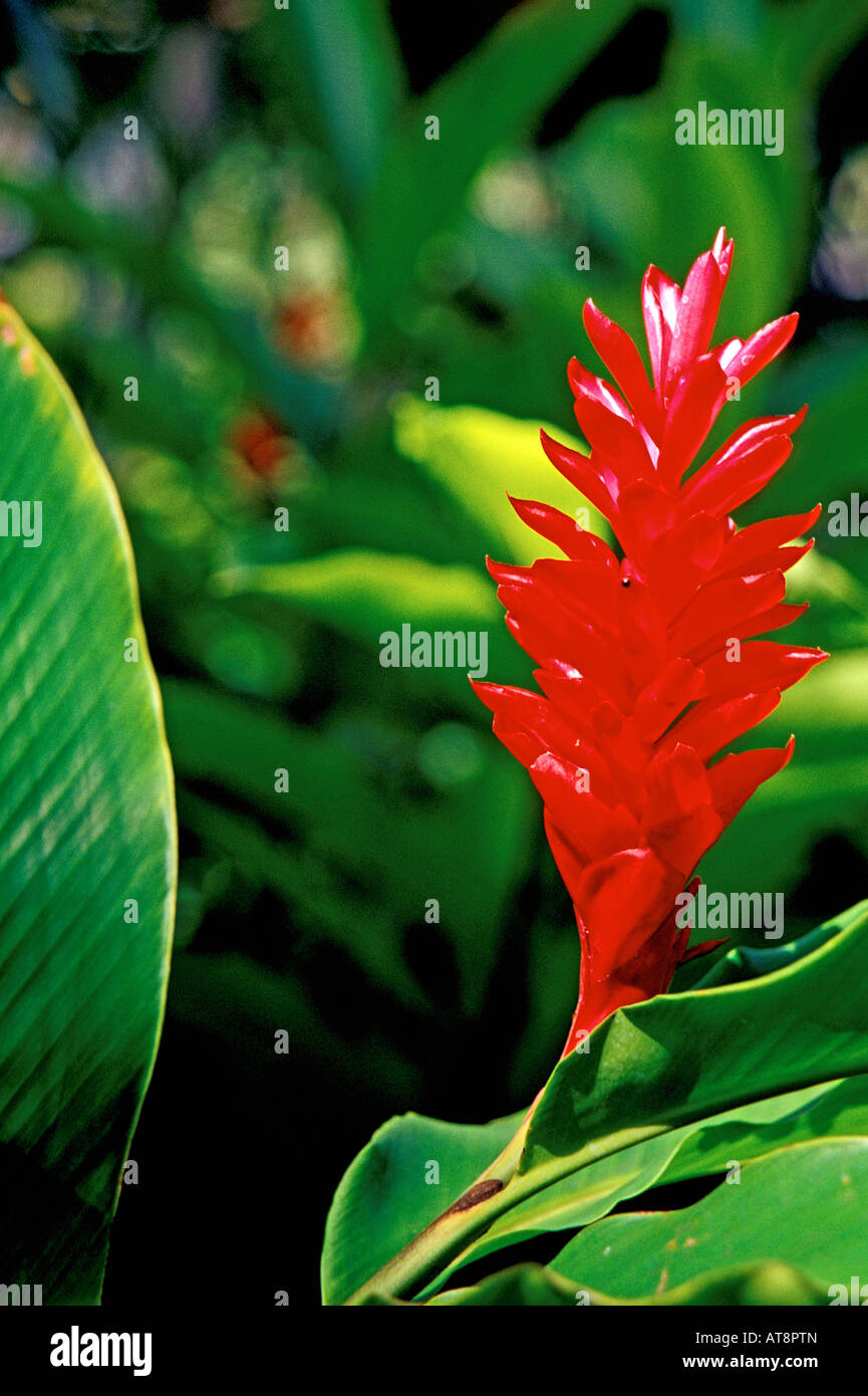 A vivid red ginger blossom ( alpinia purpurata) makes a striking ...