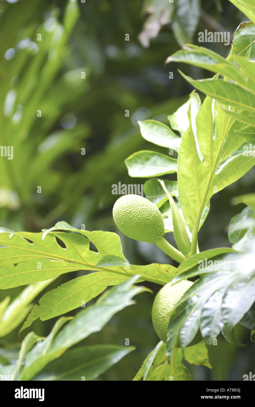 Close-up of the breadfruit (ulu) tree with plump green fruits amid the ...