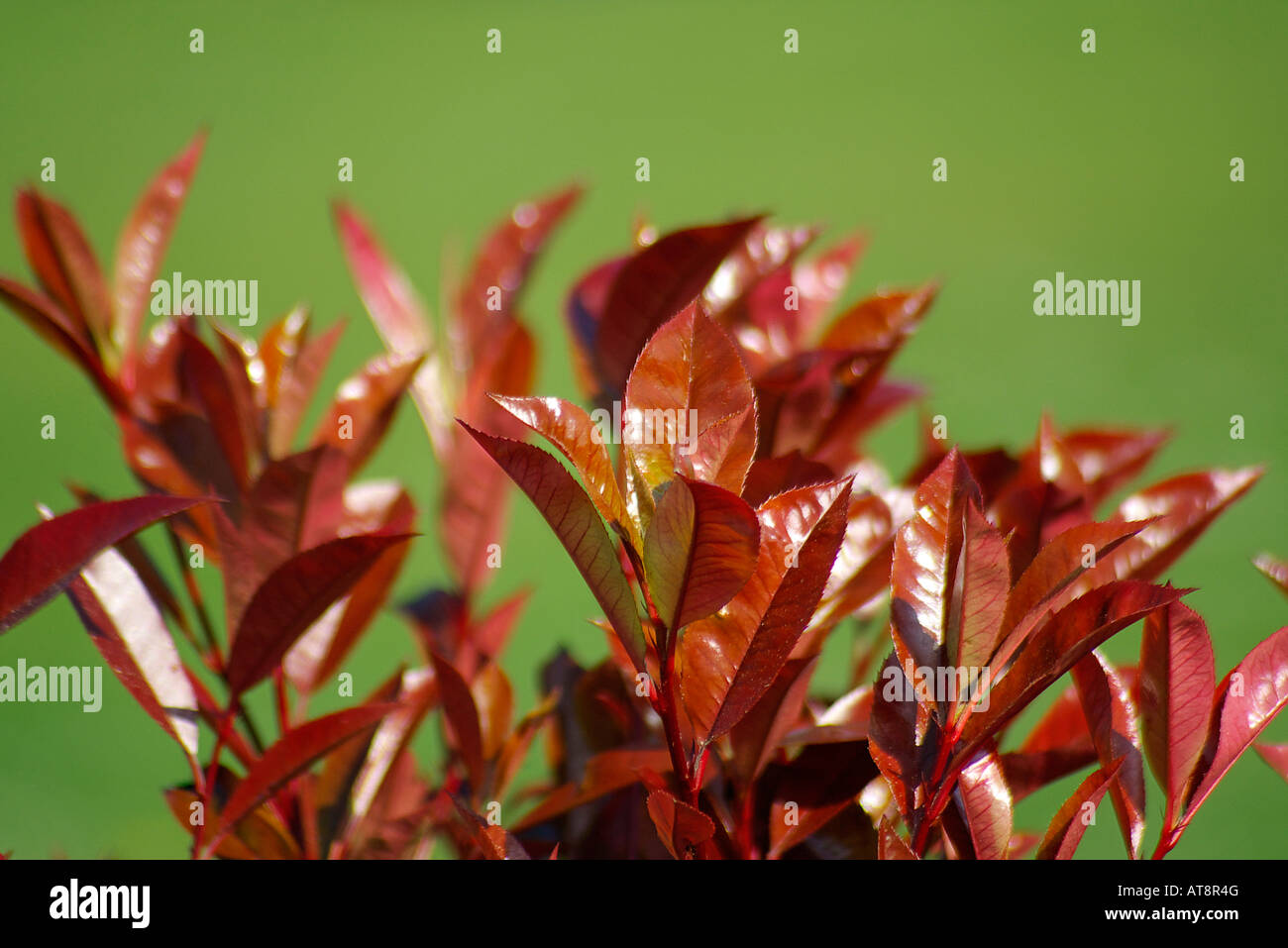 bush with red leaves over a bottom of blur green grass Stock Photo - Alamy