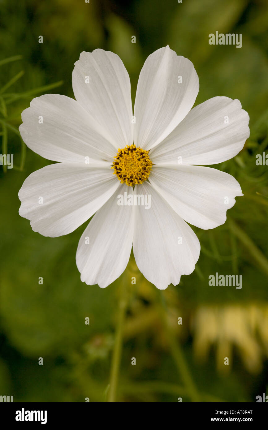 Cosmos flower hi-res stock photography and images - Alamy