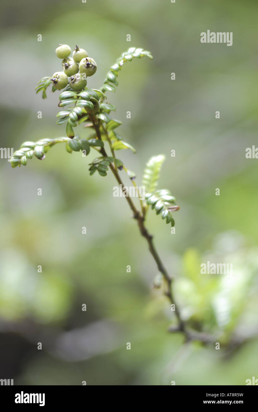 Osteomeles anthyllidifolia hi-res stock photography and images - Alamy