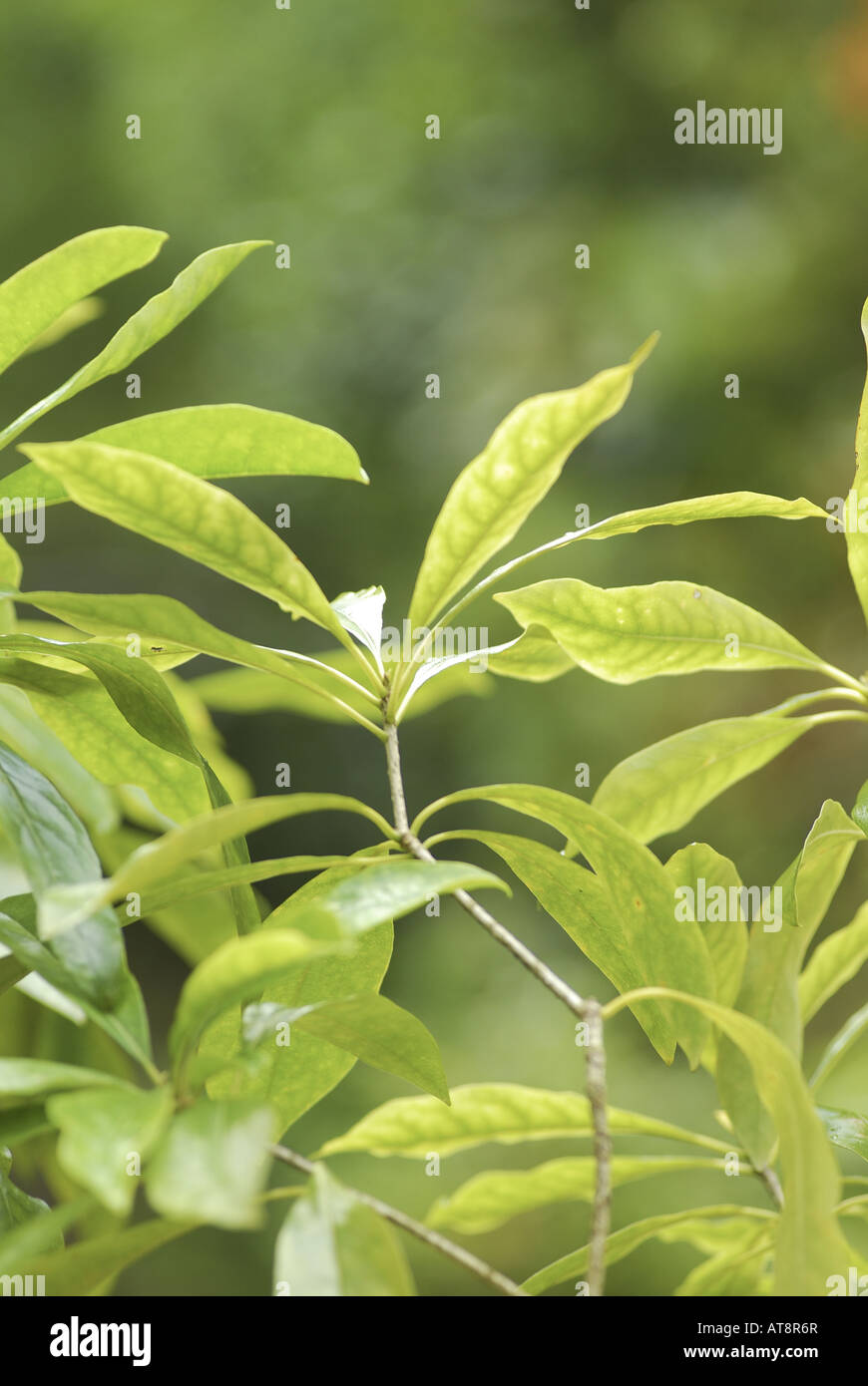 Leaves of the native Ho'awa tree (pittosporum kauaiense). Photographed ...