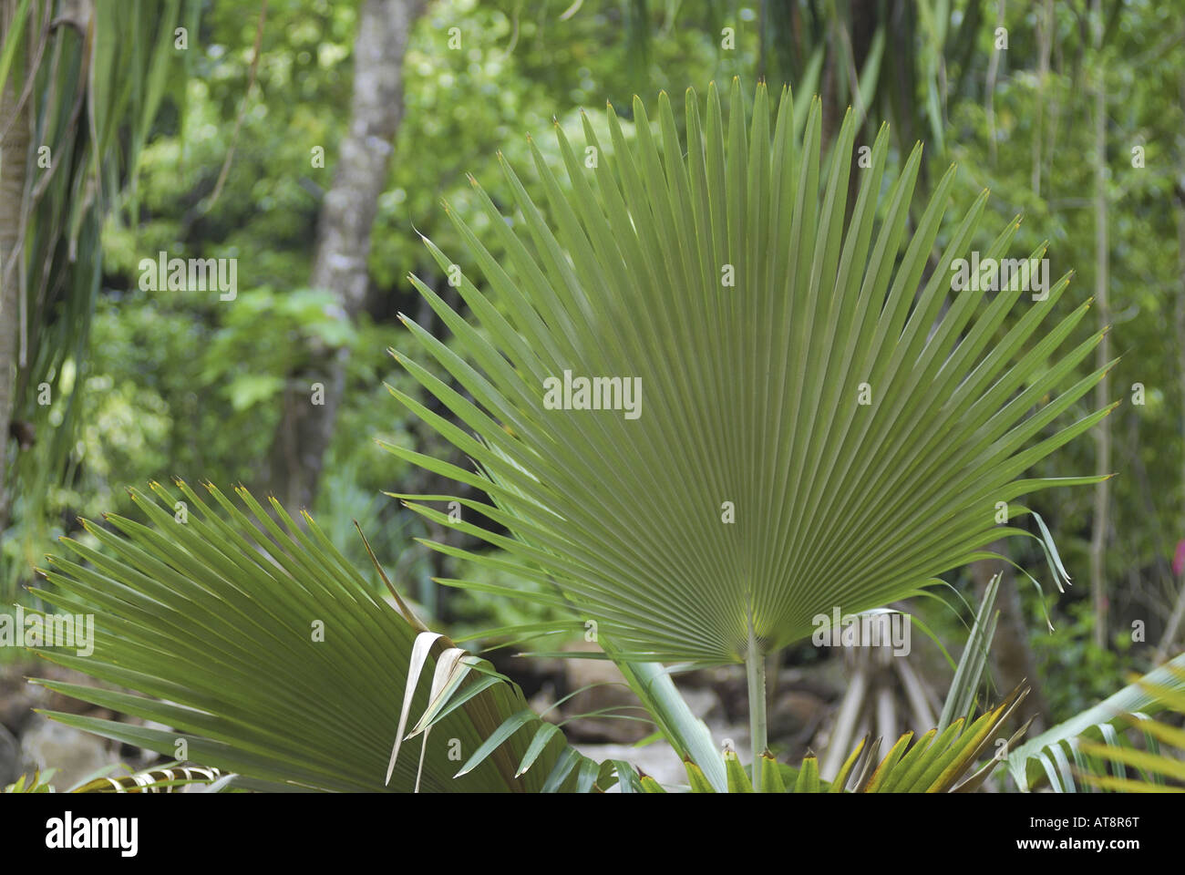 Indigenous hawaiians hi-res stock photography and images - Alamy