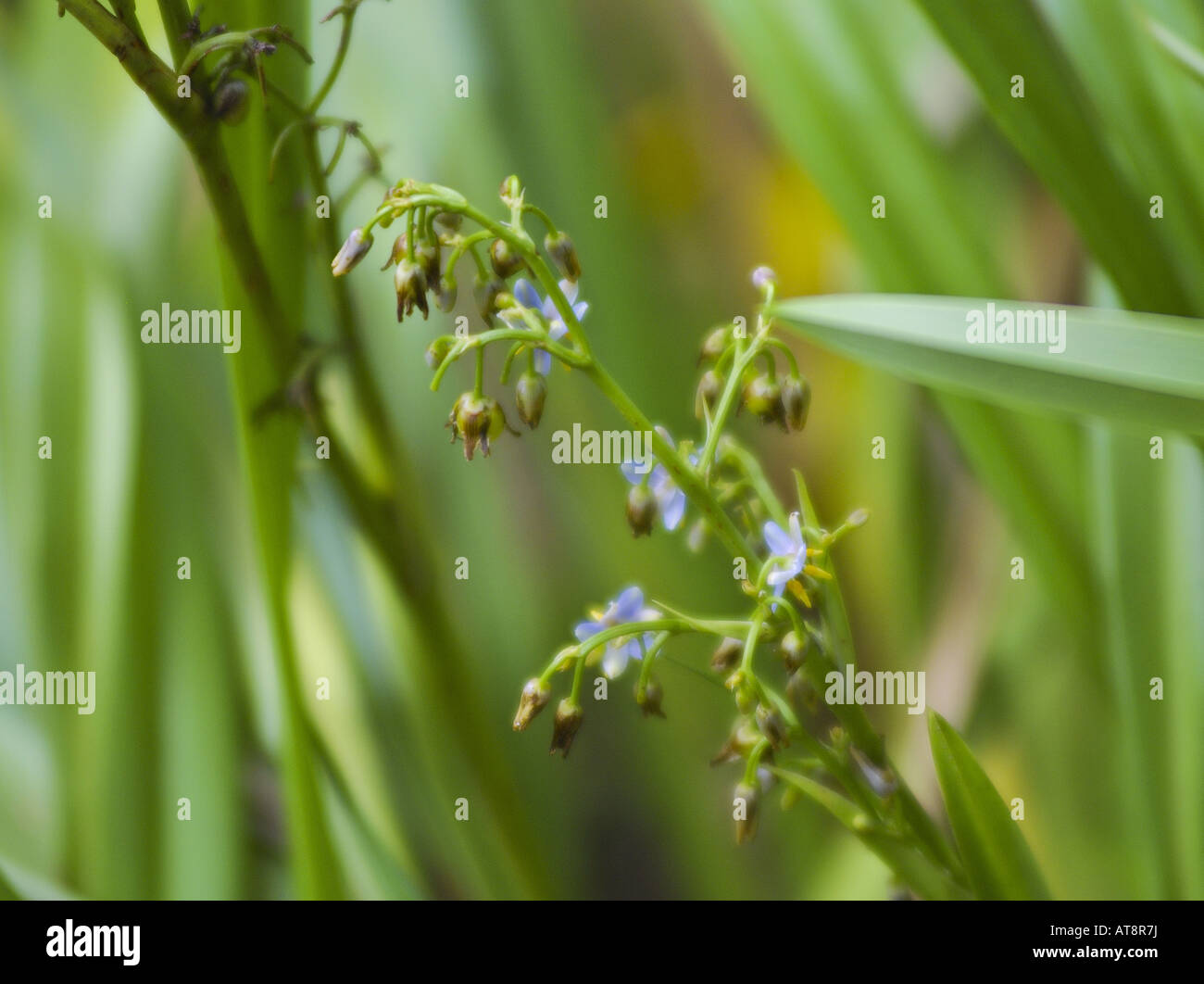 Close up native uki uki plant liliaceae hi-res stock photography and ...