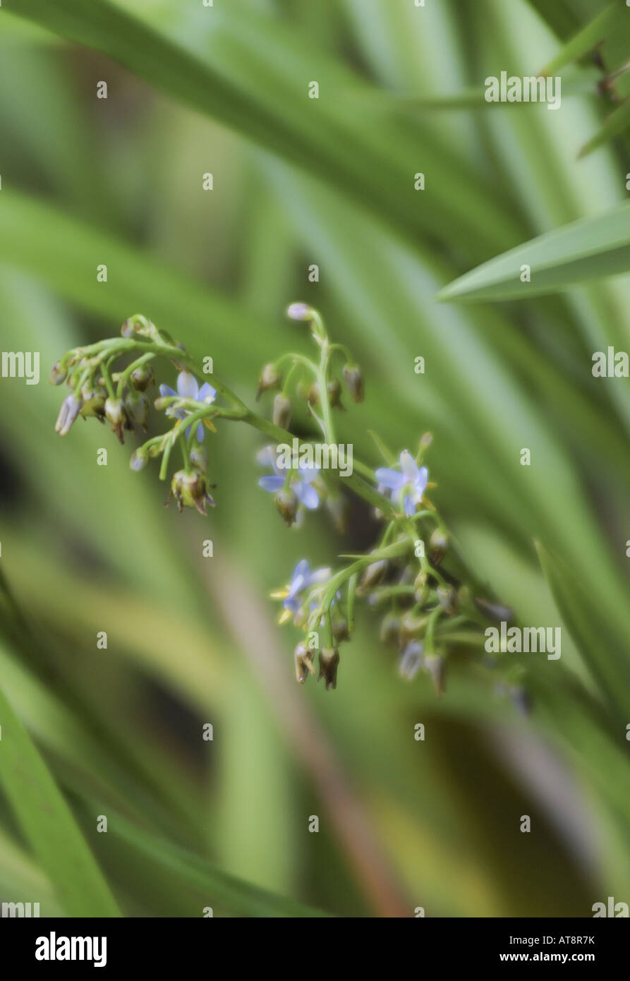 Close up native uki uki plant liliaceae hi-res stock photography and ...