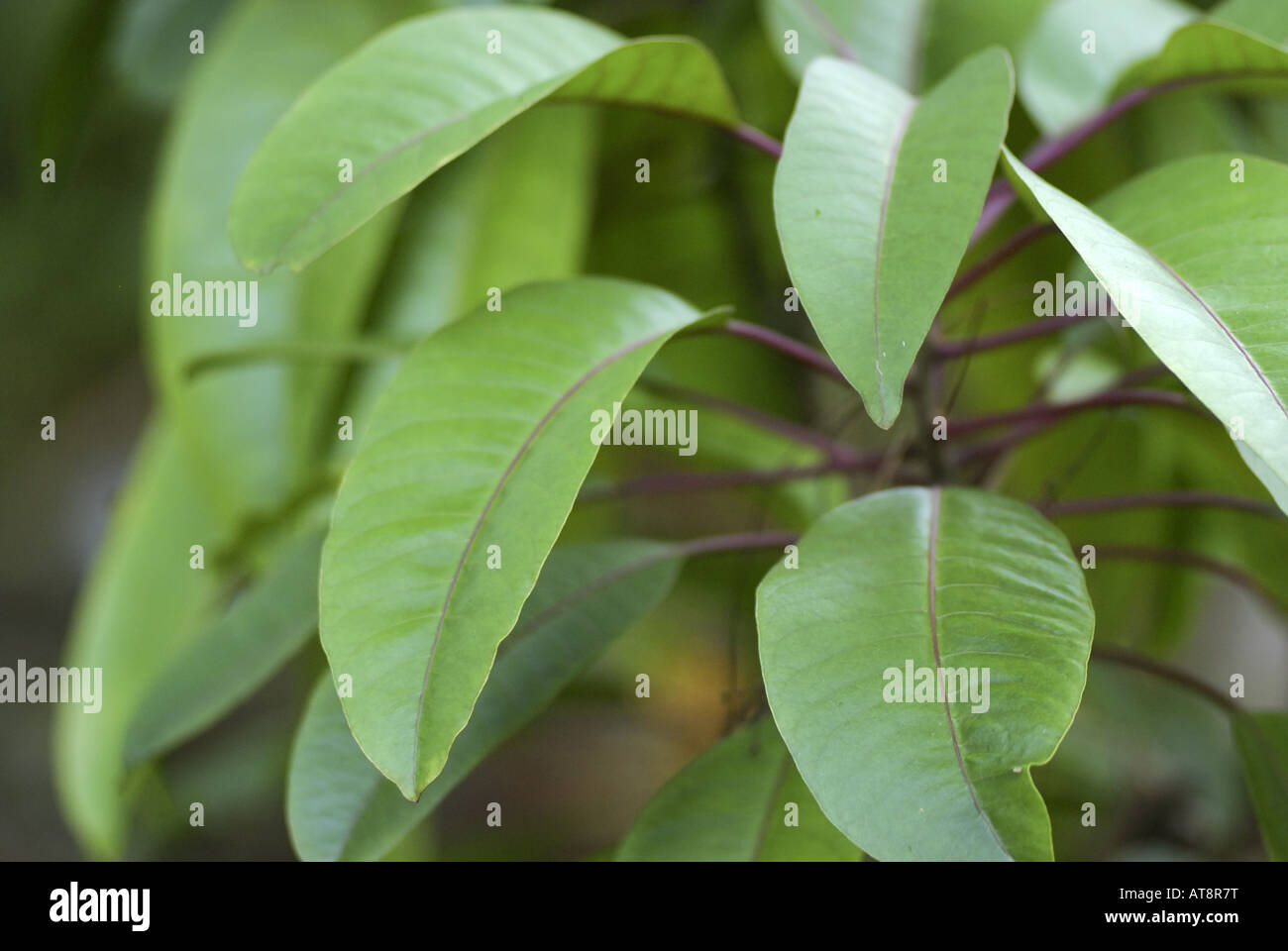cluster of leaves from the papala plant, (microlepia strigosa) a native ...
