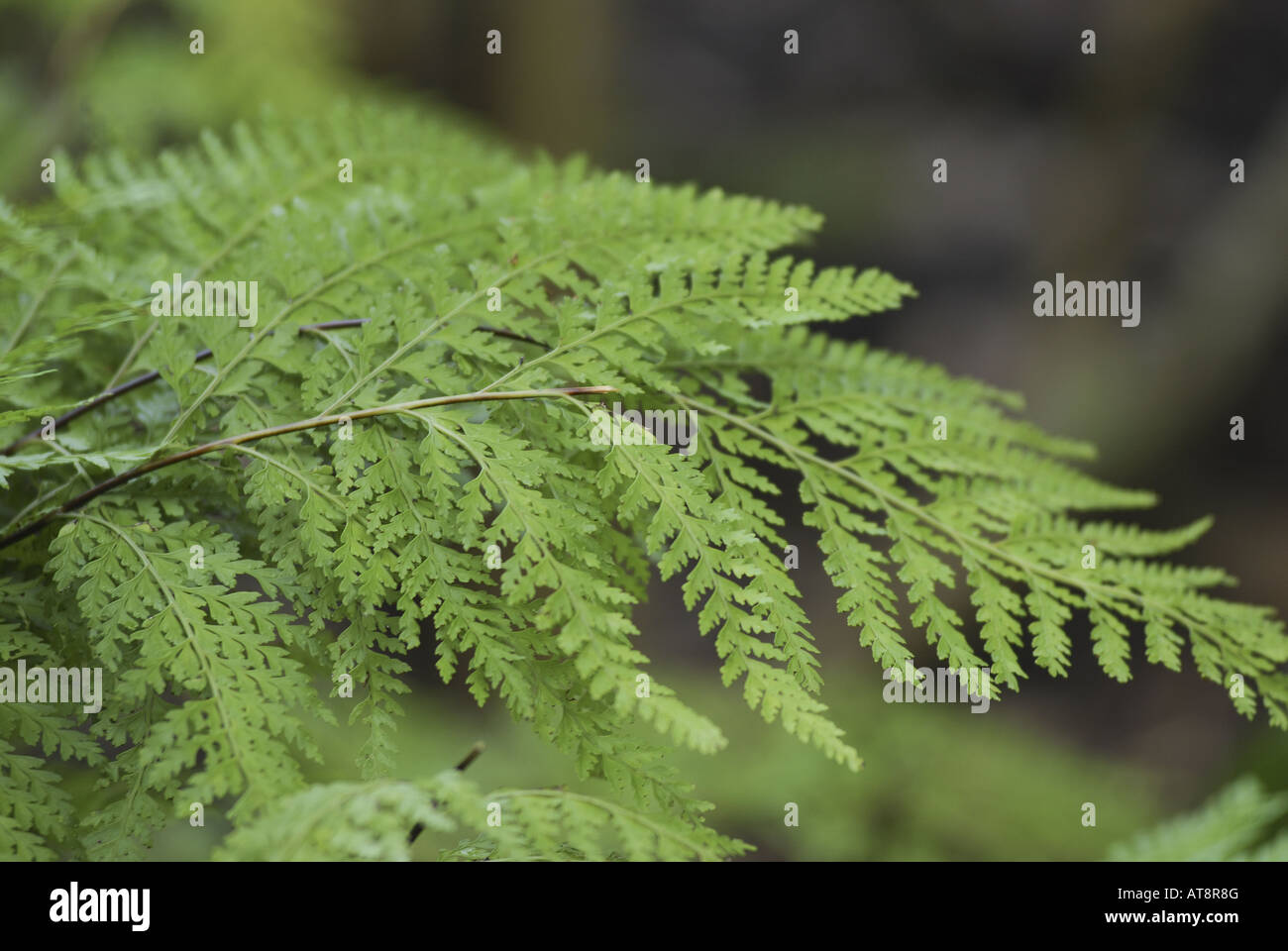 Microlepia hi-res stock photography and images - Alamy