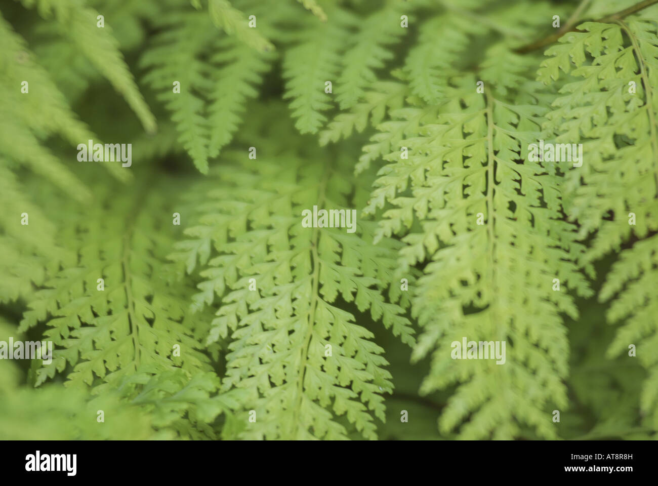 delicate, native palapalai fern (microlepia strigosa), sacred in ...