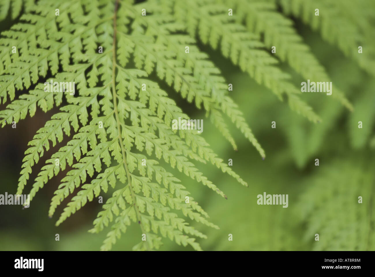 Microlepia hi-res stock photography and images - Alamy