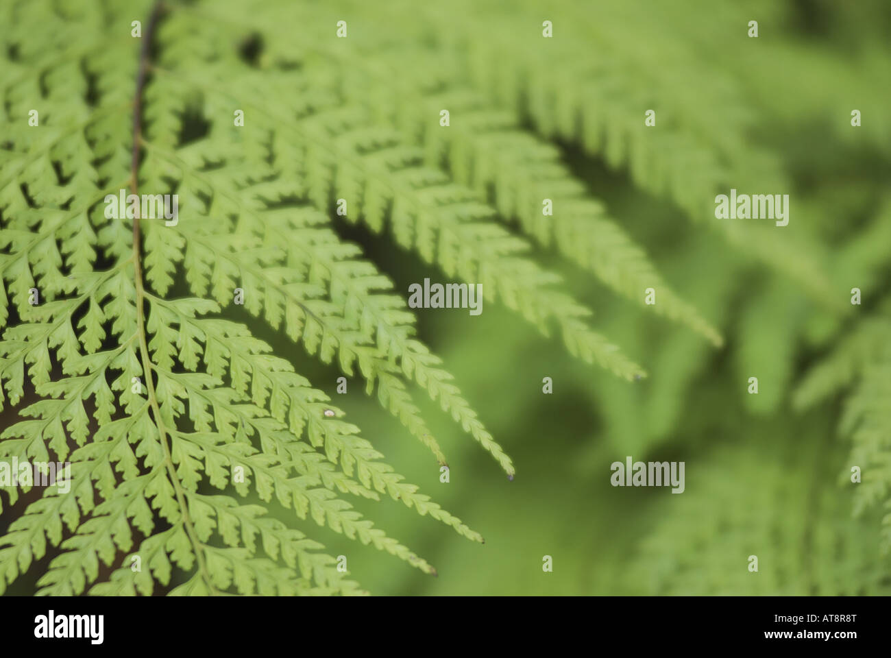 Microlepia hi-res stock photography and images - Alamy