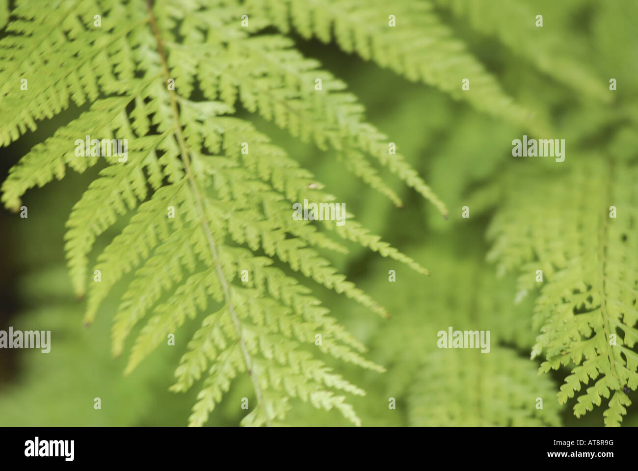 Microlepia hi-res stock photography and images - Alamy